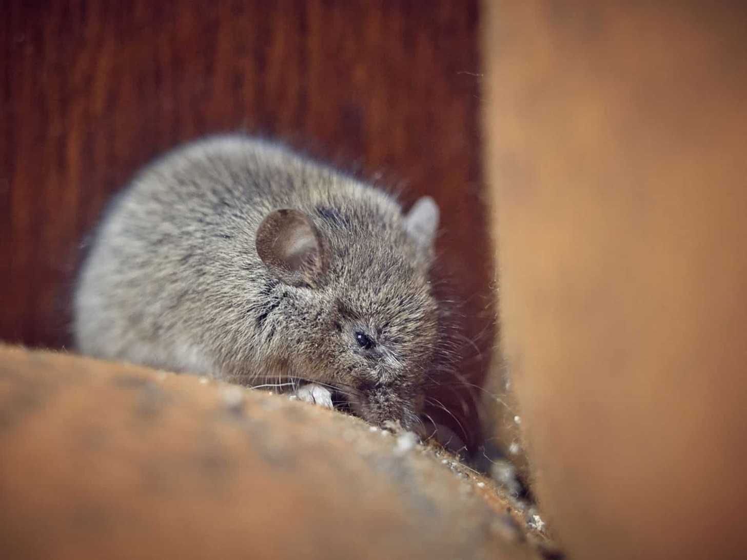 Rongeurs dans les combles : Les actions immédiates pour protéger votre ...
